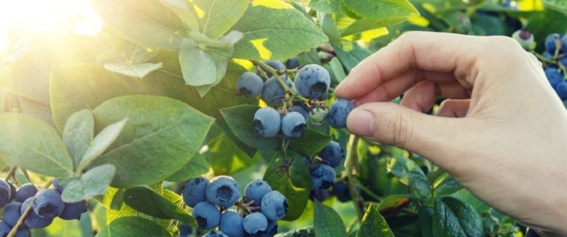 Myrtille (fruit) : bienfaits et saison de cet arbre fruitier - Libre Info