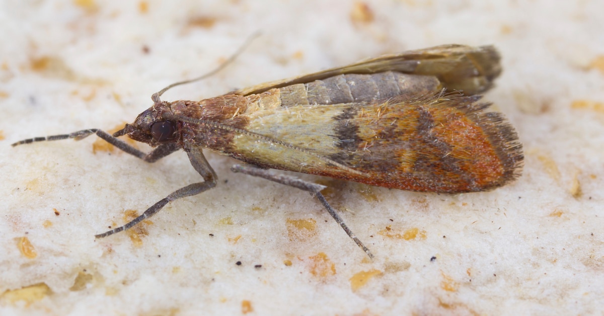 Mite alimentaire : comment arrivent-elle et comment s'en débarrasser ...